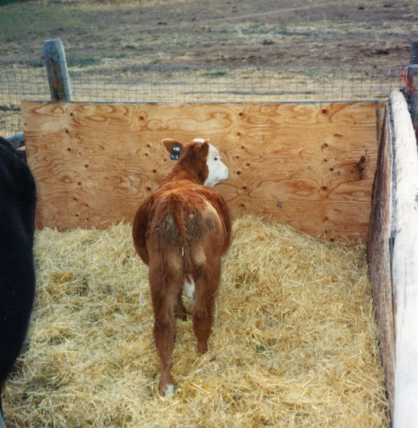 How to Treat Colicky Calf Bloat - Countryside